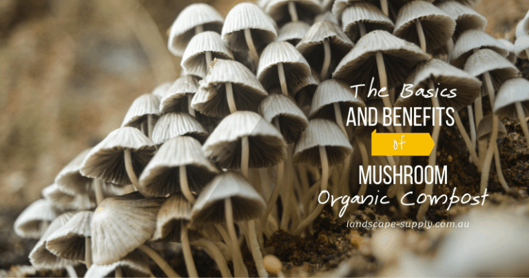 Basic Things to Know About Mushroom Organic Compost